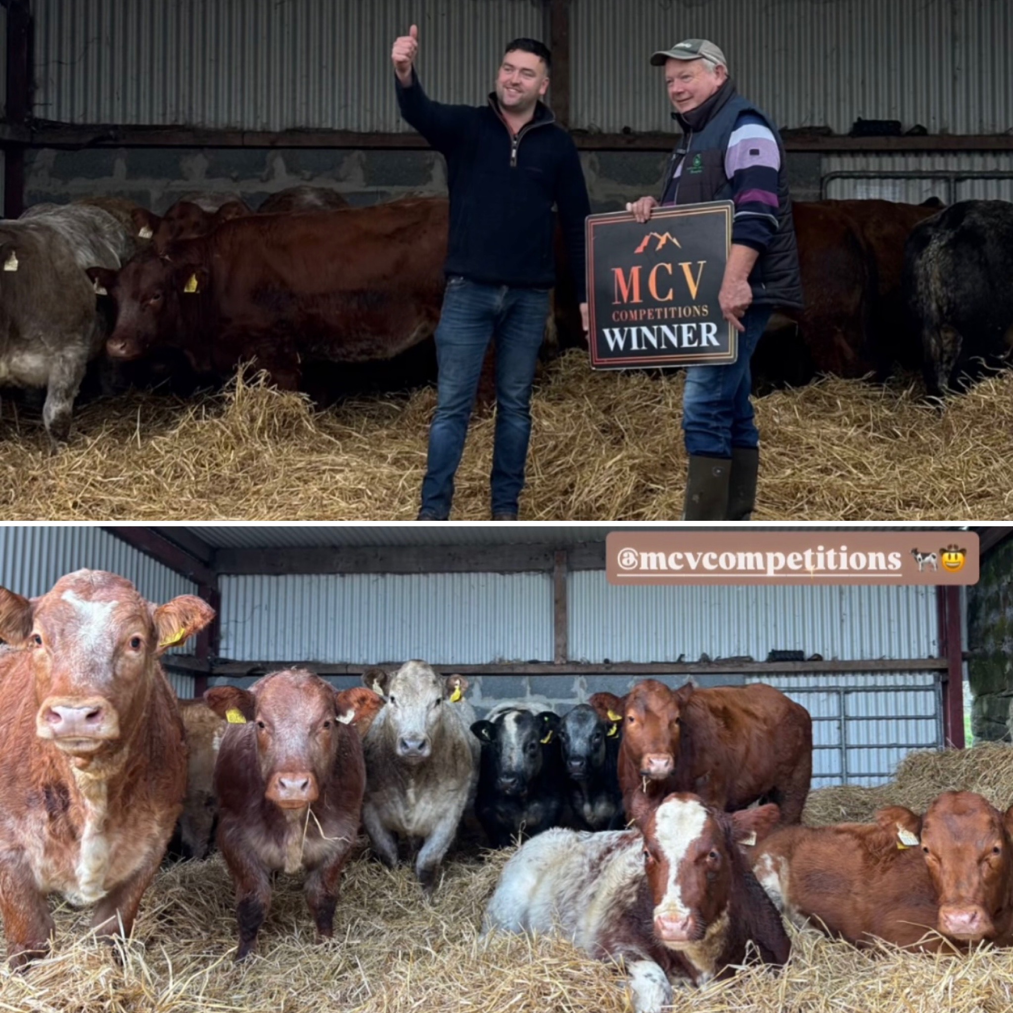 Livestock & Agriculture Competitions - MCV Competitions